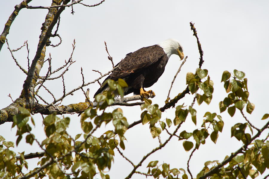 Intense Bald Eagle Photograph by Nicki Bennett - Fine Art America