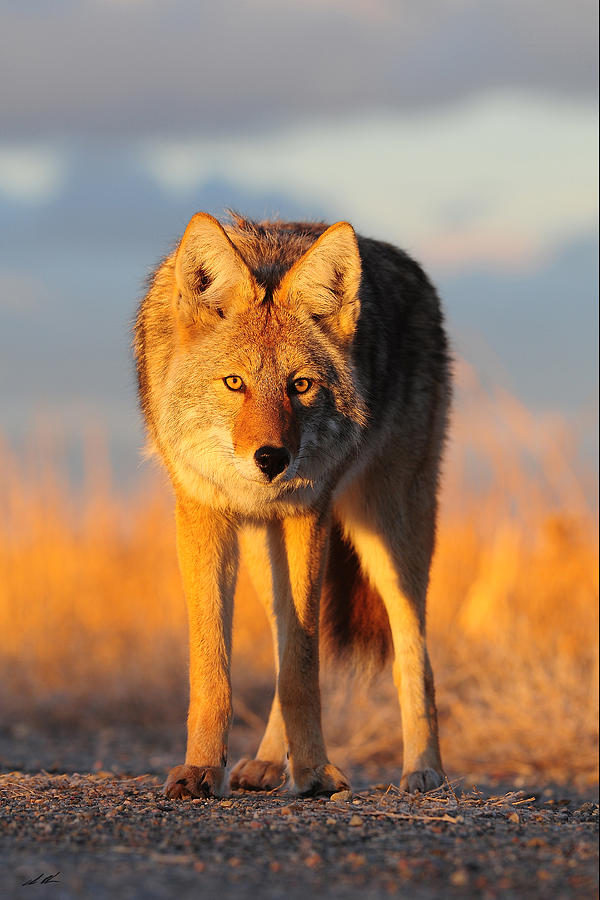 Intense Photograph by Christopher Balmer - Fine Art America