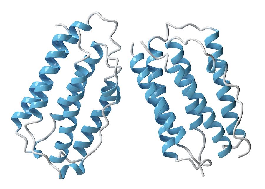 Interferon Beta Molecule Photograph by Molekuul/science Photo Library ...