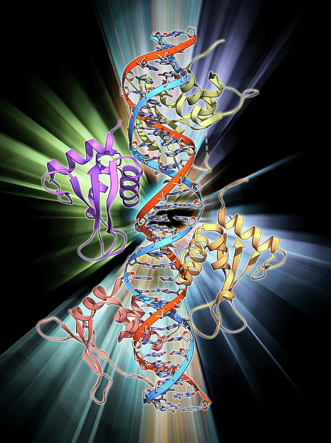 Interferon Regulatory Factor Molecule by Science Photo Library