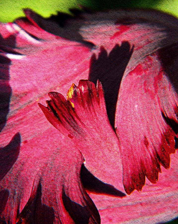 Interlocking Feathers Photograph by Chris Berry - Fine Art America