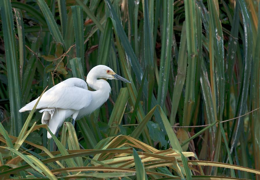 Intermediate Egret by Science Photo Library
