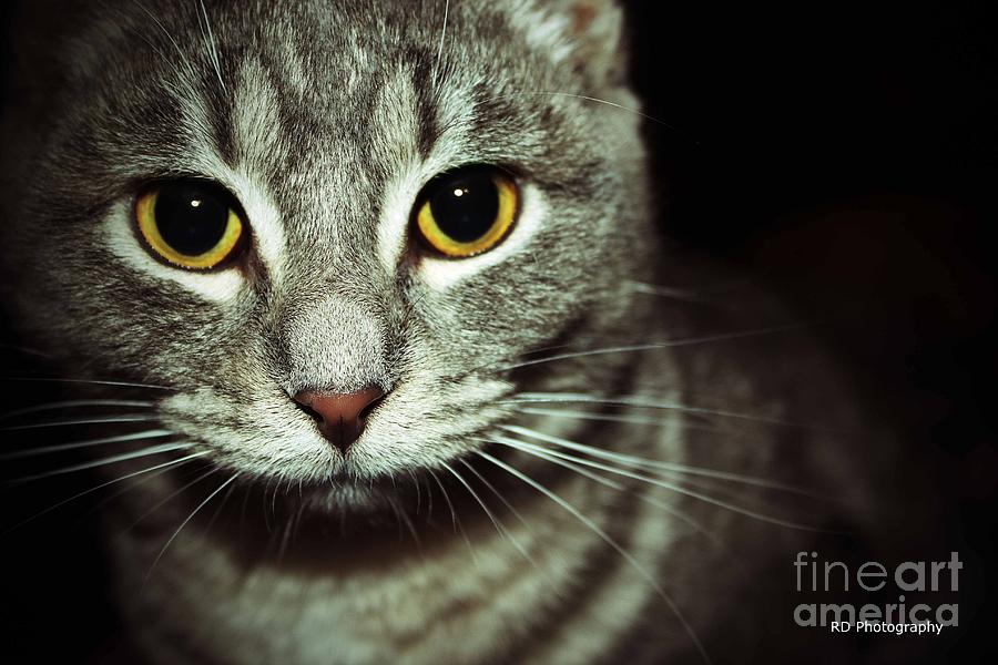 Interrogation Photograph by Andrea Schaefer - Fine Art America