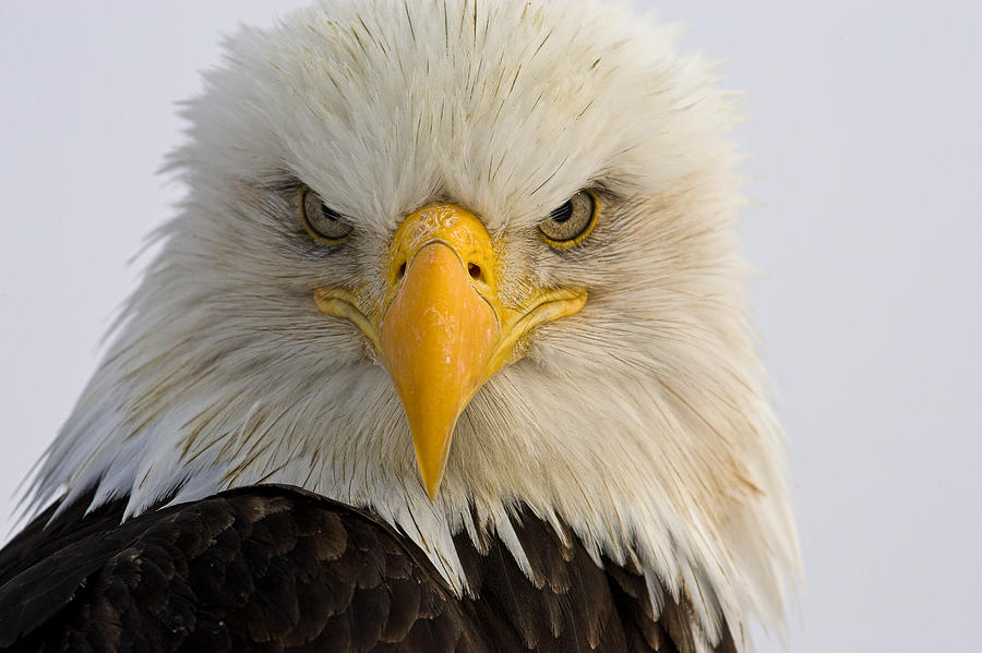 Intimidation Painting by Dan Twitchell - Fine Art America