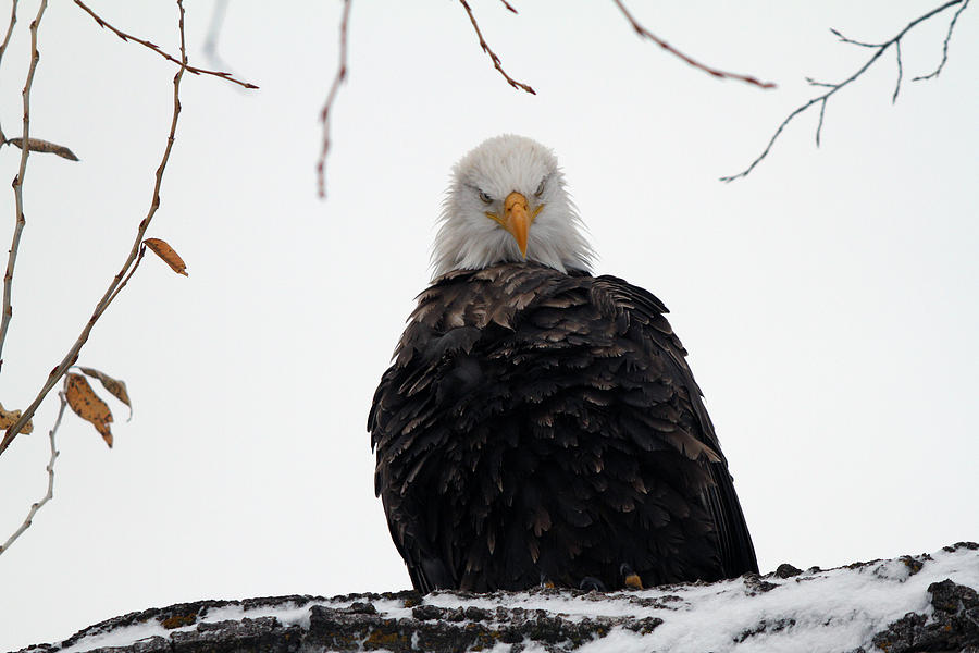 Intimidation Photograph by Eric Roach - Fine Art America