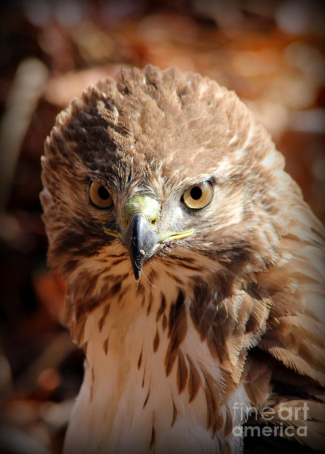 Intimidation That Works Red Shouldered Hawk Photograph by Reid Callaway ...