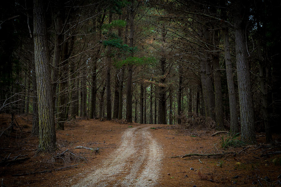 Into The Woods Photograph by Keith Hawley - Fine Art America