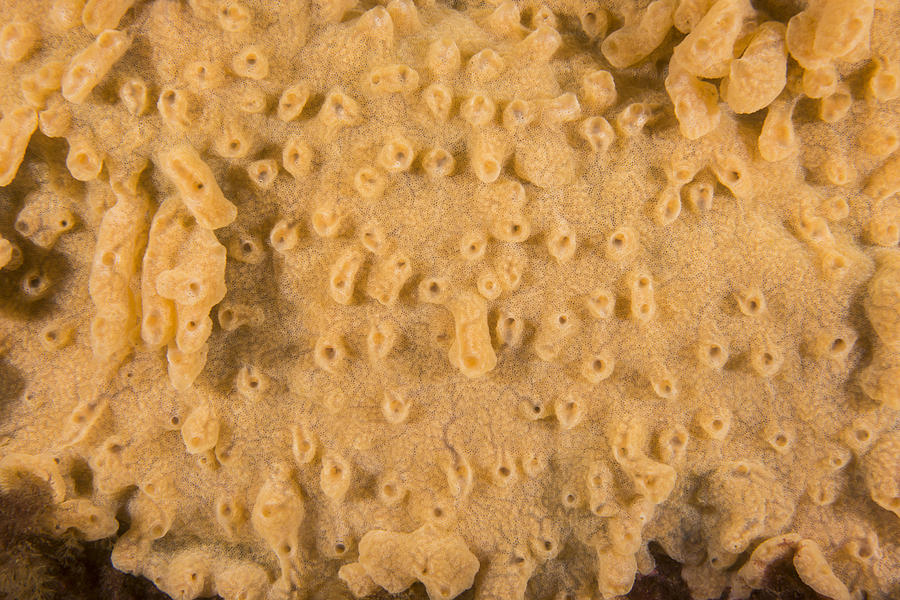 Invasive Tunicate Photograph by Andrew J. Martinez | Fine Art America