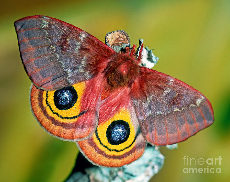 Io Moth Photograph by Millard H. Sharp - Fine Art America