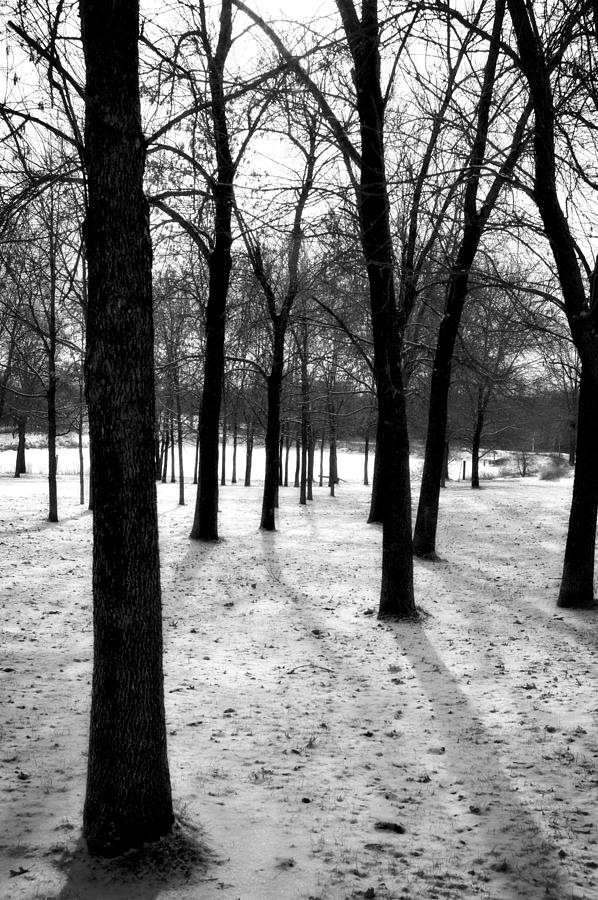 Iowa trees Photograph by Mike Smith - Fine Art America