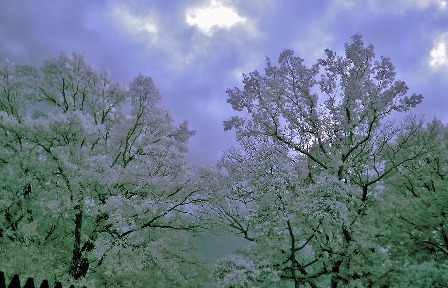 IR Trees Photograph by Thomas MacPherson Jr - Pixels