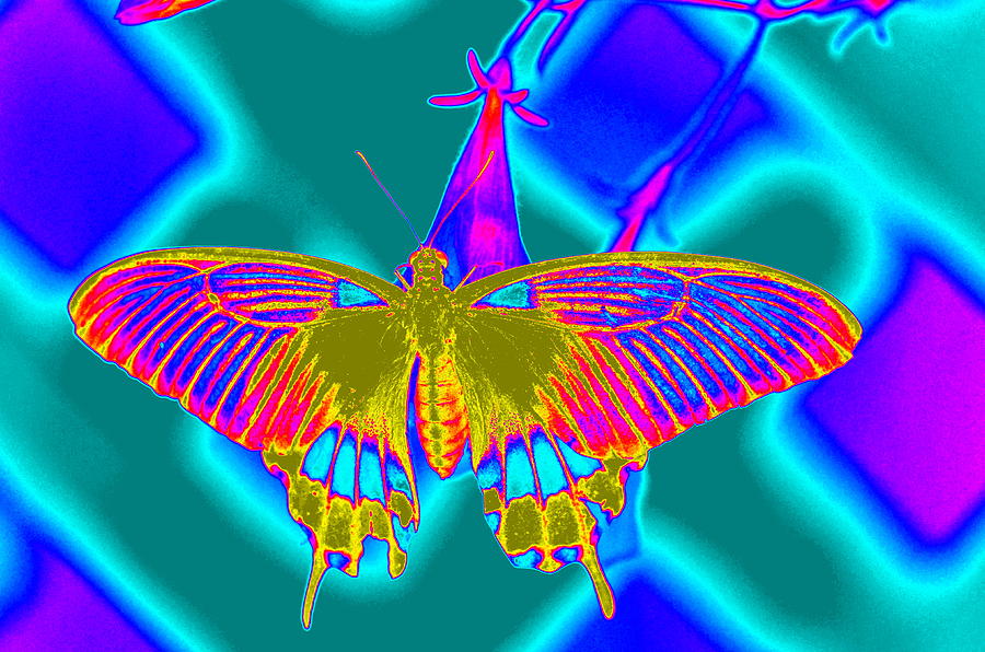 Iridescence Butterfly Photograph by Kathleen Viola | Fine Art America