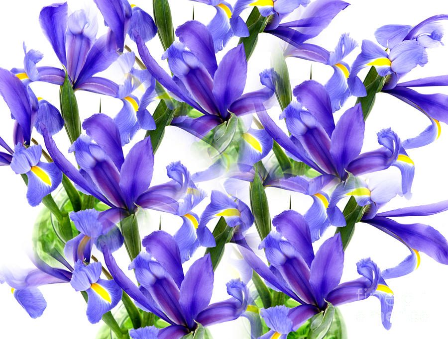 Iris Abstract Photograph by Jan Tyler - Fine Art America