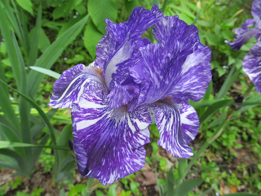 Iris 'Batik' Photograph by Robert Speziale | Fine Art America