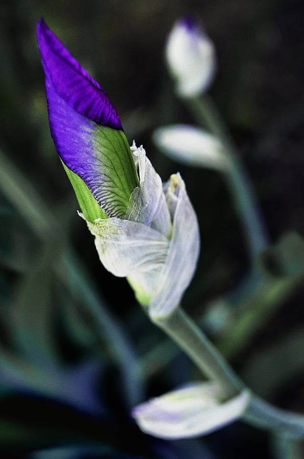Iris Croatica Photograph by Rob McHugh - Fine Art America