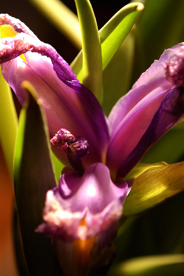 Iris Photograph by David Cabana - Fine Art America