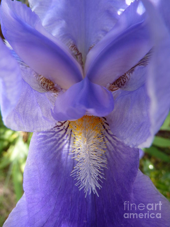 Iris Face Photograph by Rain Shine - Fine Art America