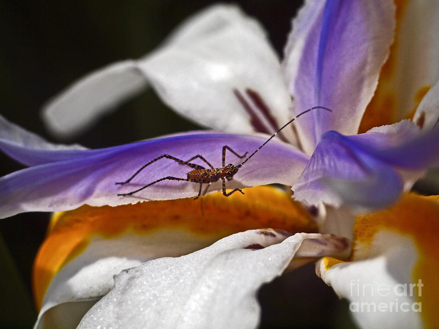 Iris flower with bug Photograph by Howard Stapleton - Fine Art America