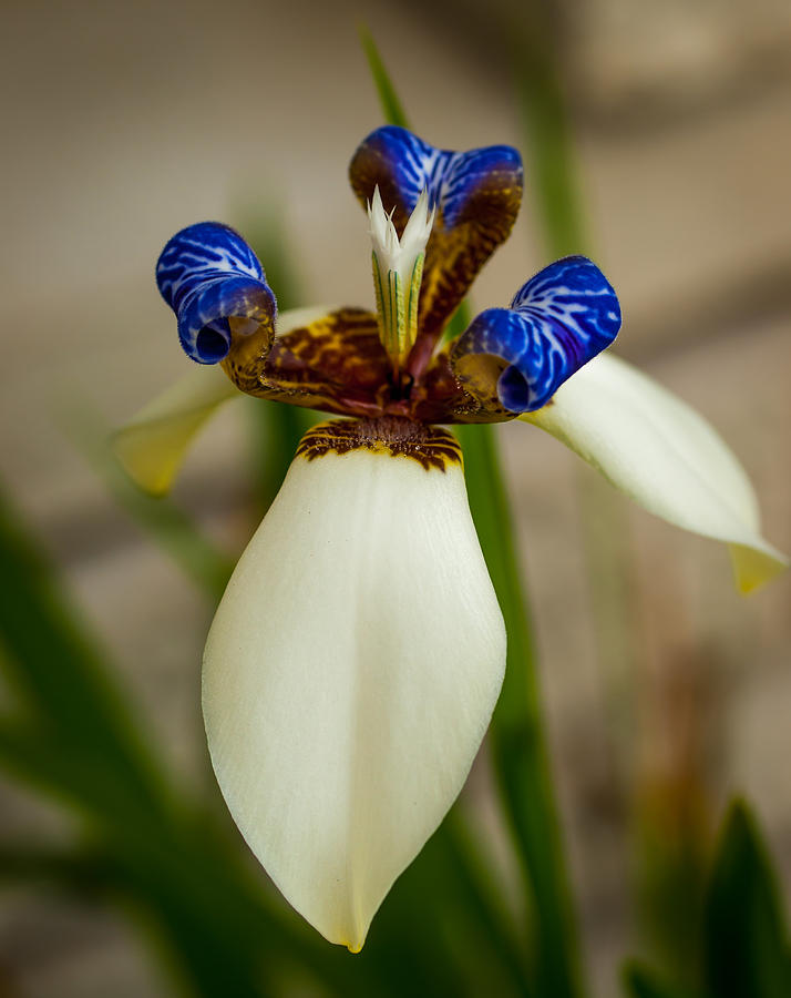 Iris Photograph by Gabrielle Harrison - Fine Art America