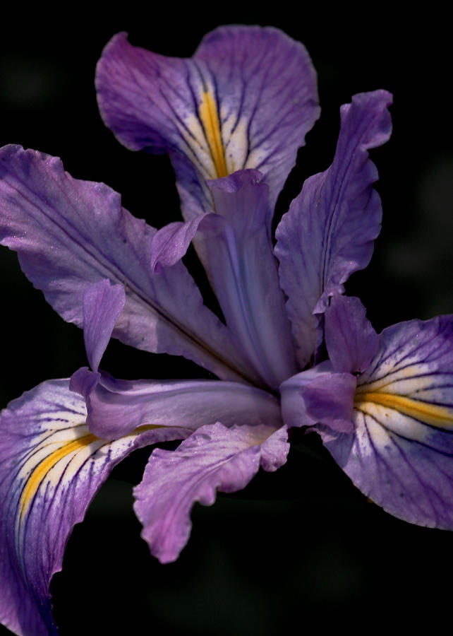 Iris Photograph by Kevin Buffington - Fine Art America