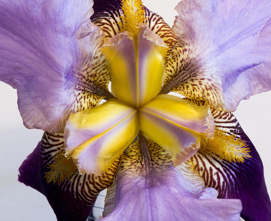 Iris top view closeup Photograph by Mitch Clark | Fine Art America