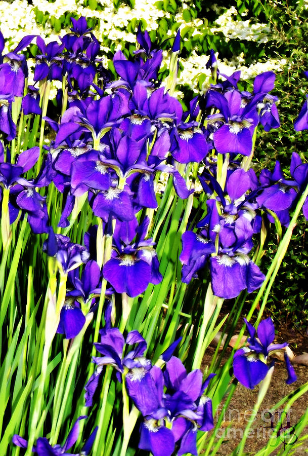 Iris on a path Photograph by Mindy Bench - Pixels