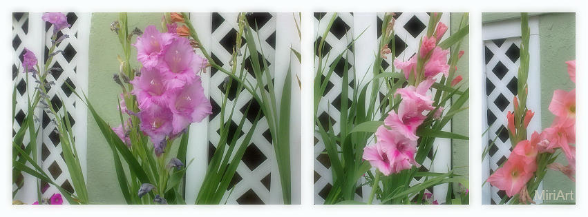 Iris Panel Photograph by Miriam Leah Herman - Fine Art America