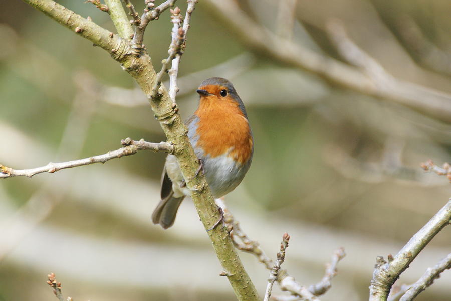 Irish Red Robin Photograph by Bernard Hayes