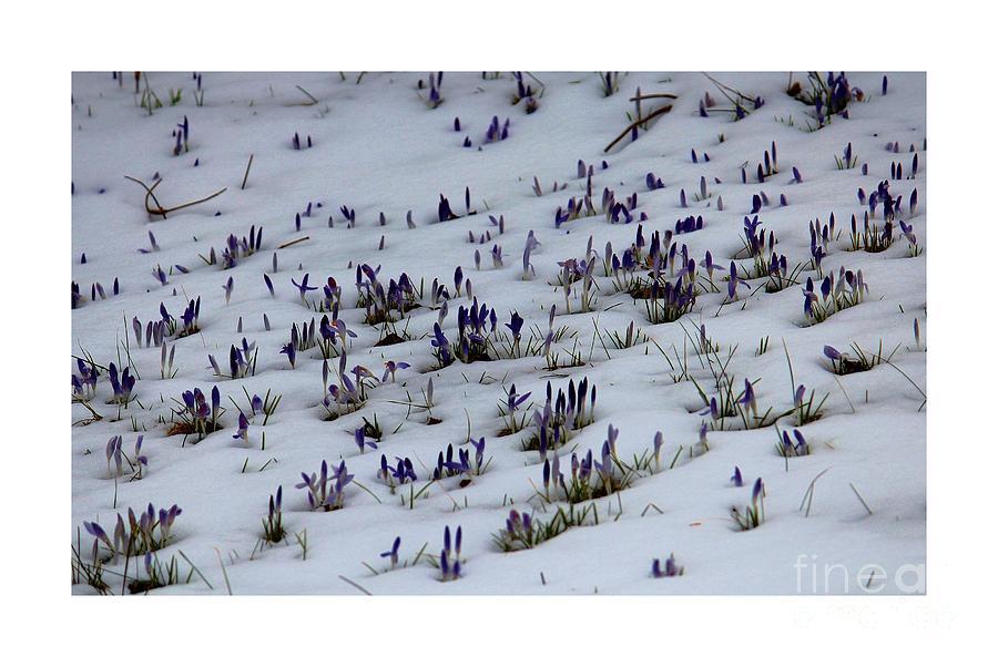 Is it Spring Yet Photograph by Barbara A Griffin - Pixels
