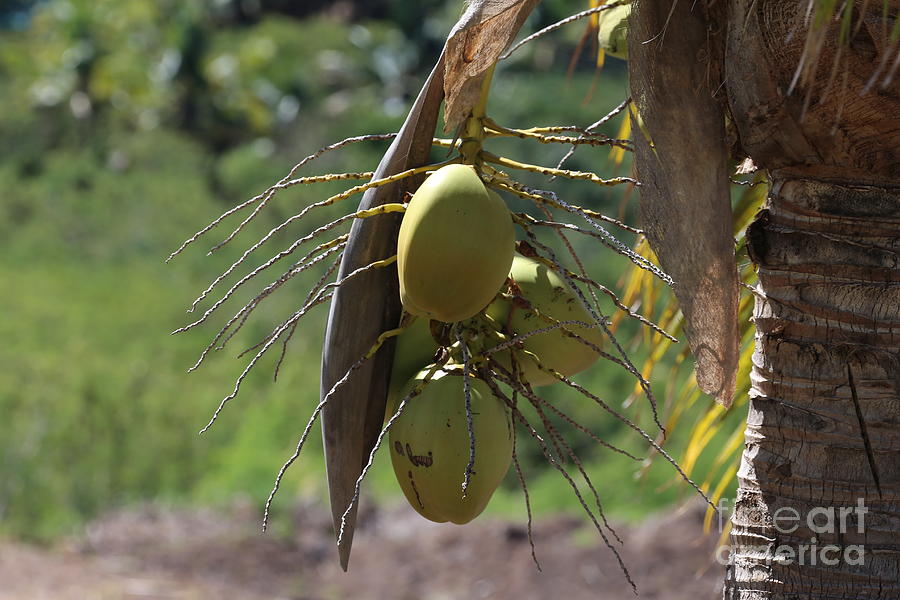 Island coconuts Photograph by Michael Paskvan | Fine Art America