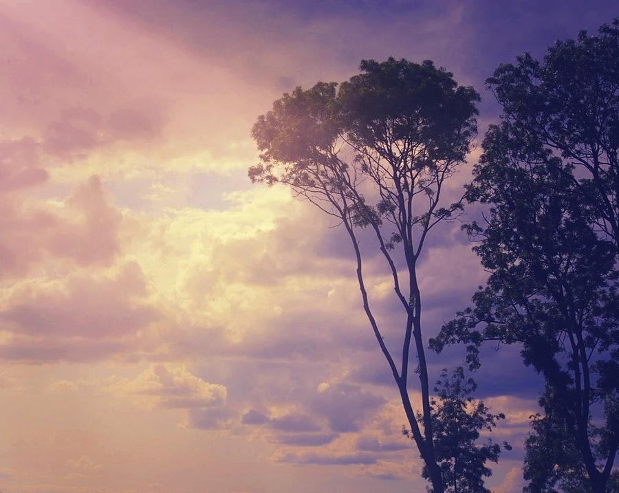 It's another .... tree Photograph by Eva Palffy - Fine Art America