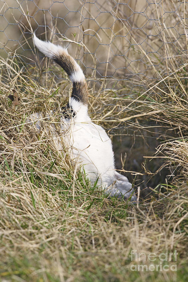 Jack Russell Chasing Rabbits Photograph by Brian Bevan - Fine Art America