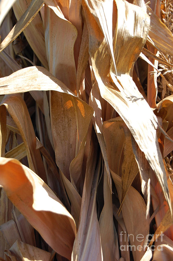 Jammer Corn Abstract 002 Photograph by First Star Art - Fine Art America