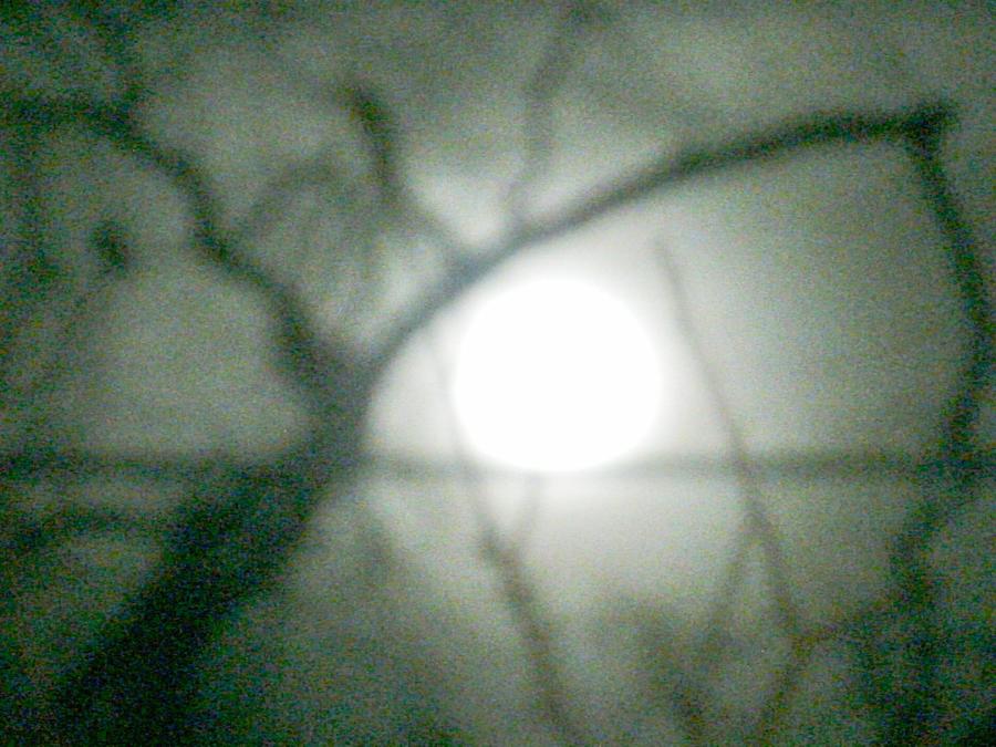 January Wolf Moon Photograph by Bonnie Lee - Fine Art America