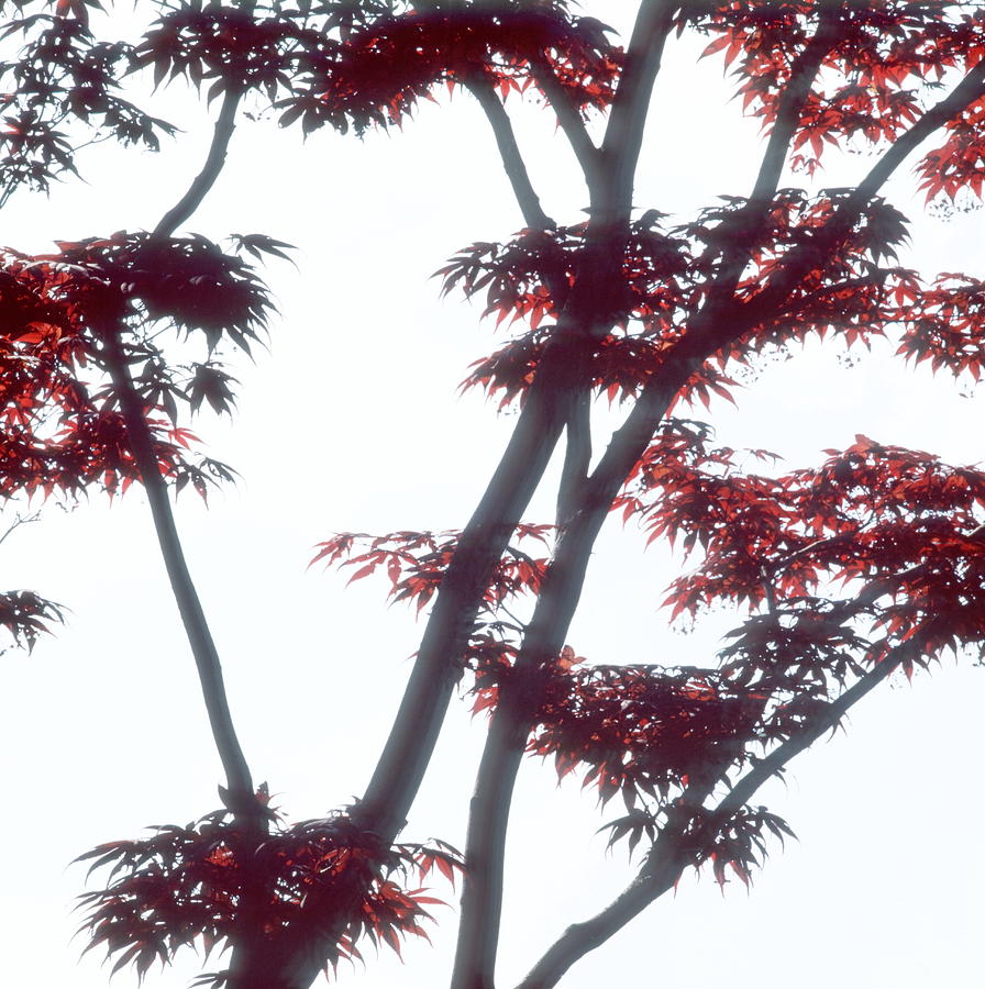 Japanese maple tree - light Photograph by Ulrich Kunst And Bettina ...
