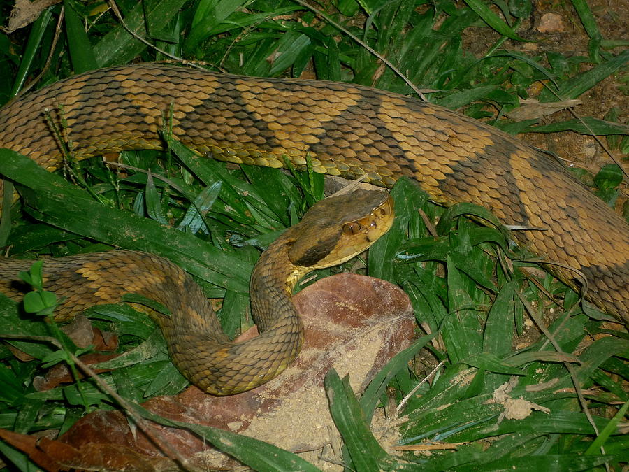 Jararaca Photograph by Evan Hendrickson | Fine Art America