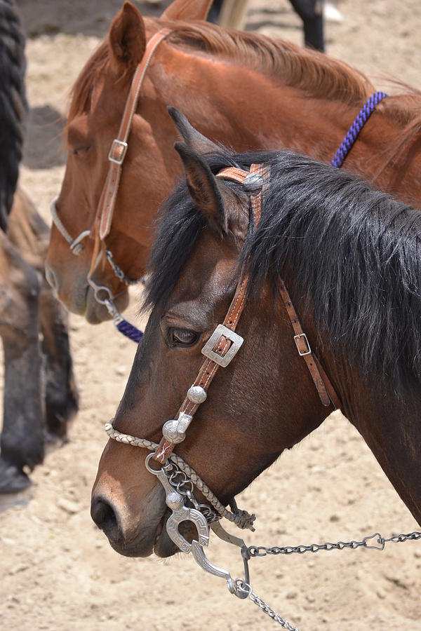 Jasper and Clovis Photograph by Michael Steckler - Pixels