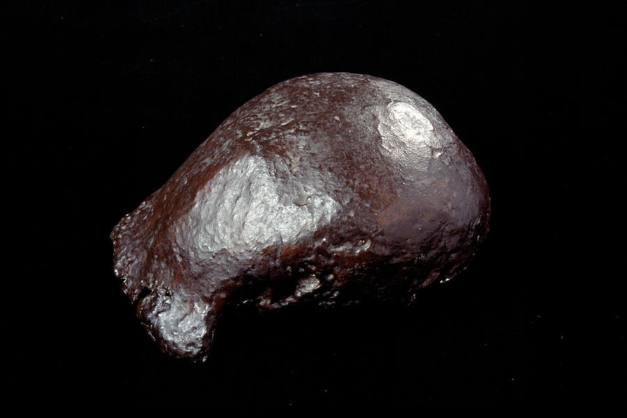 Java Man Cranium Photograph by Pascal Goetgheluck/science Photo Library ...