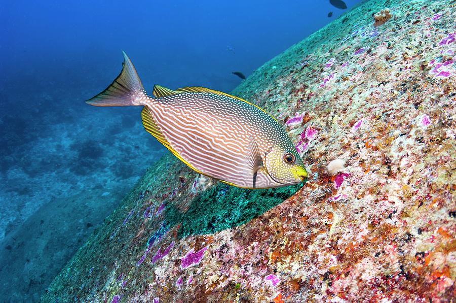 Java Rabbitfish Grazing On Algae by Science Photo Library