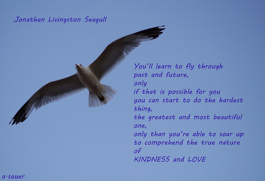 Jonathan L. Seagull Photograph by Angelika Sauer - Fine Art America