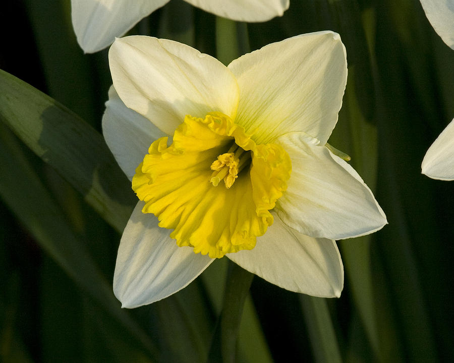 Jonquil Photograph by Eric Mace - Fine Art America