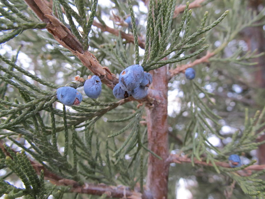Juniper Berries Photograph by Jesse Woodward - Fine Art America