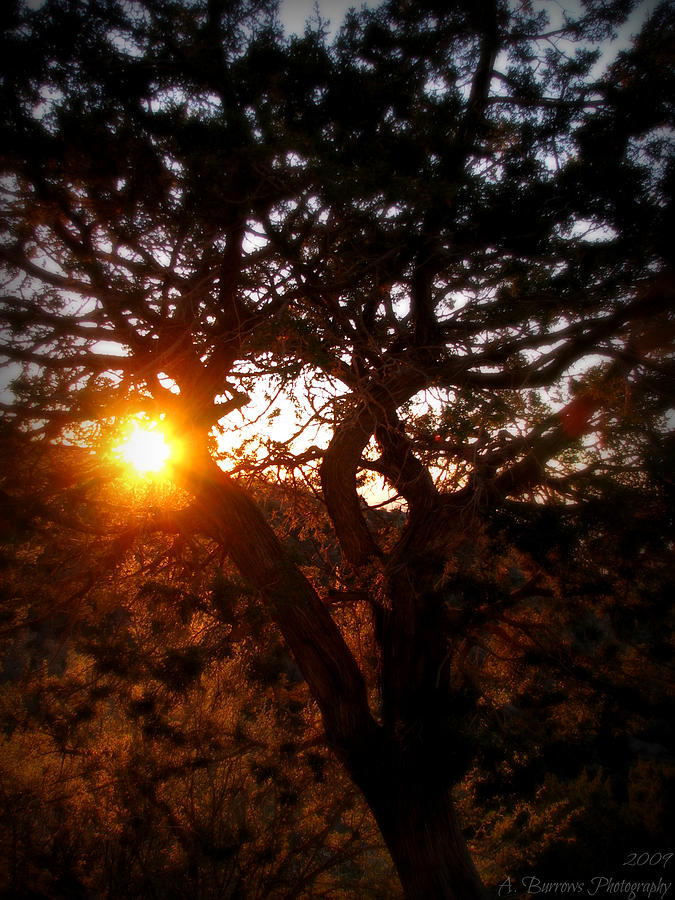 Juniper Sunset Photograph by Aaron Burrows | Pixels