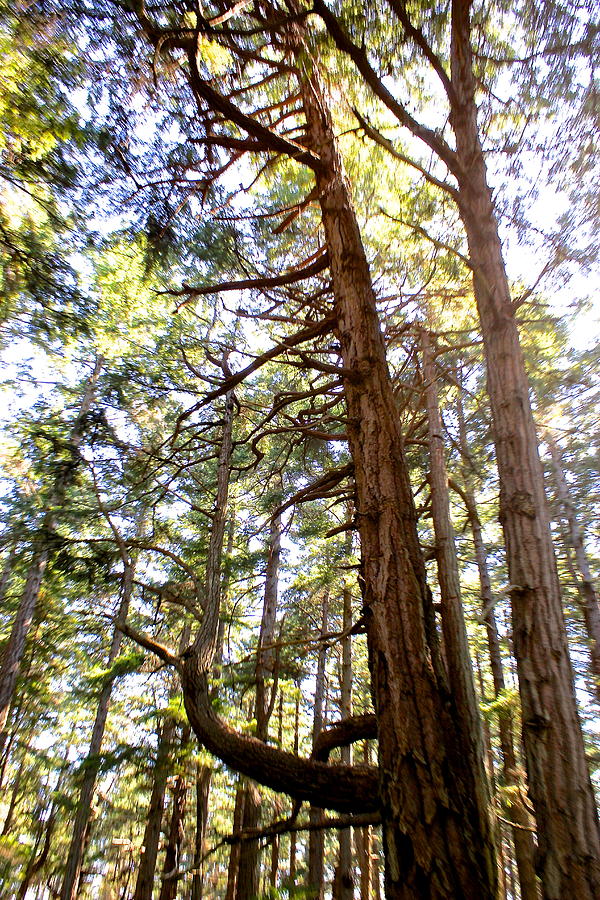 Jurassic Trees Photograph by Brian Sereda - Fine Art America