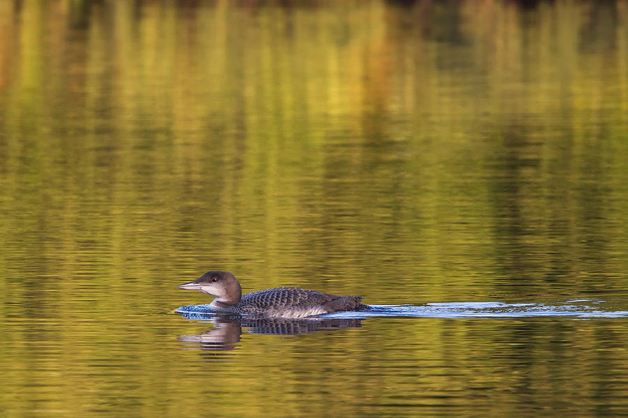 Juvenile Common Loon Photograph by Stephanie McDowell | Fine Art America