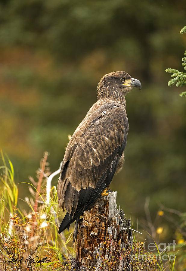 Juvenile Eagle Stump Pose Photograph by Michael Waller | Pixels