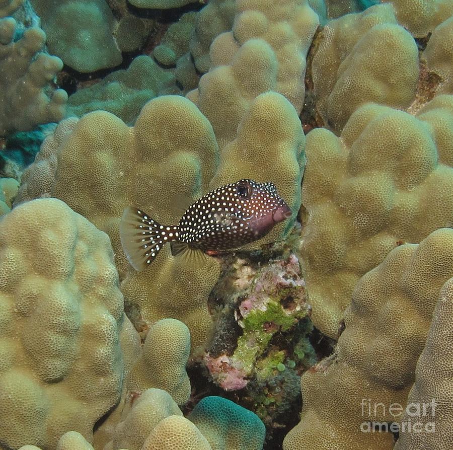 Juvenile Spotted Boxfish Photograph by William Miller - Fine Art America