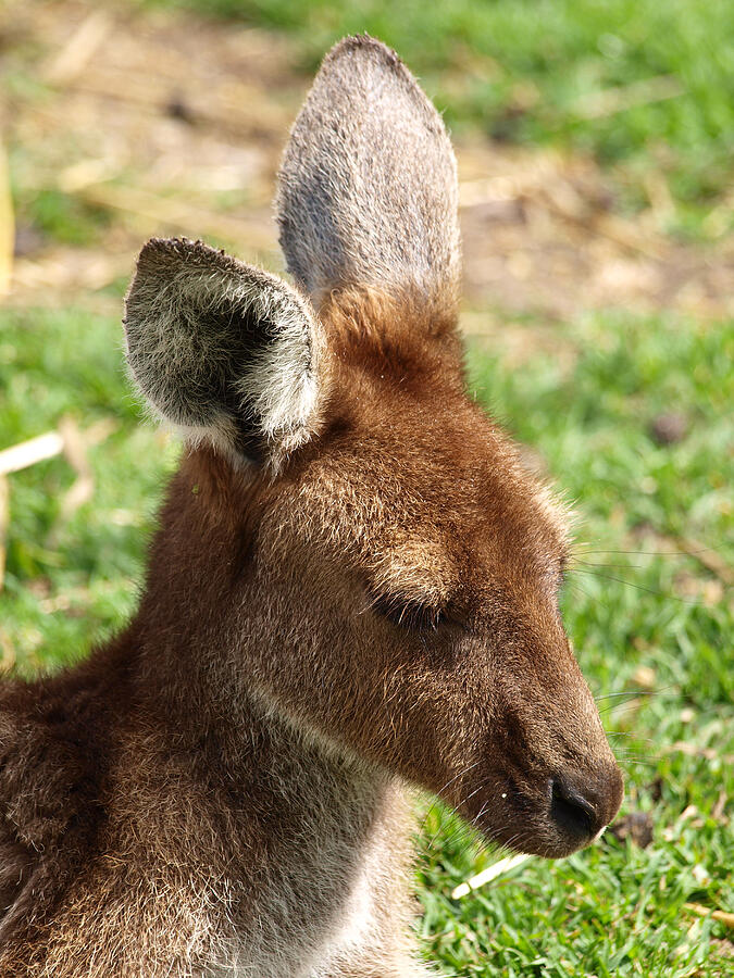 Kangaroo Photograph by Michaela Perryman - Fine Art America