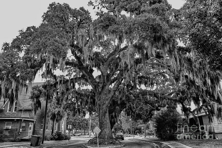 Kate Bailey Tree Photograph by Scott Moore - Fine Art America