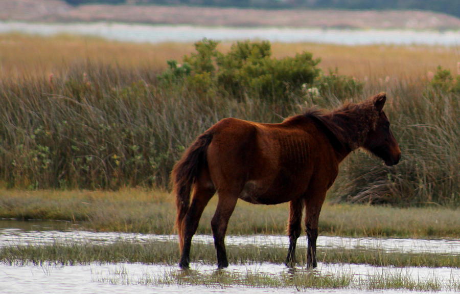 Keeping a look out Photograph by Rand Wall - Pixels
